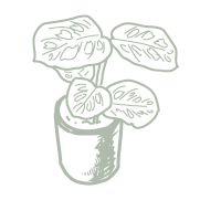 Marantha - La Ropa Flowers