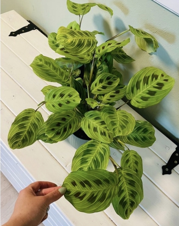 Marantha - La Ropa Flowers